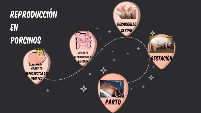 REPRODUCCION EN PORCINOS by Angela Maria Cardona Mejía on Prezi
