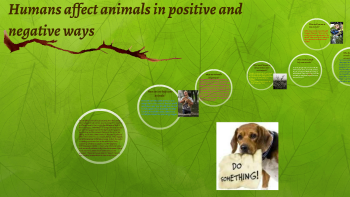 How do humans effect animals by meghan murray on Prezi