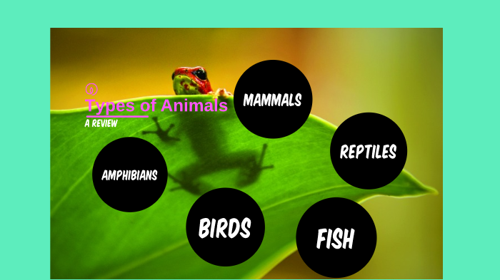 Types of Animals by Amos Smith on Prezi