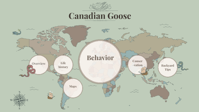 Canadian Goose by Adam Begay on Prezi