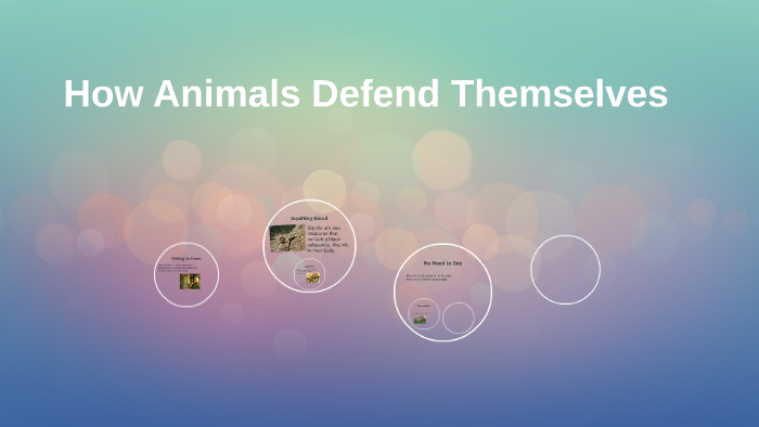 How Animals Defend Themselves by defy arias alas on Prezi
