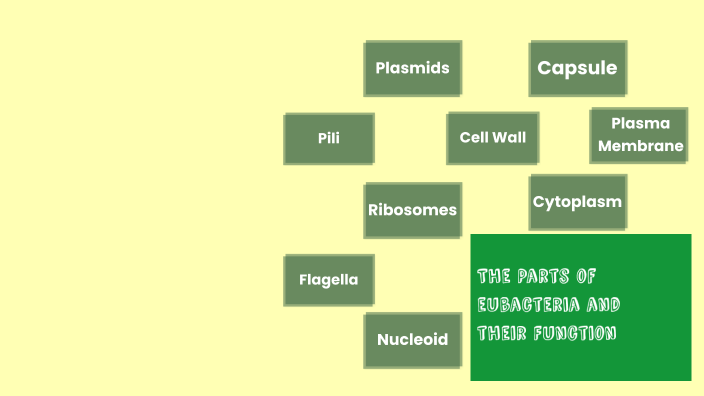 The Parts of Eubacteria and their Function. by Gian Cantes on Prezi