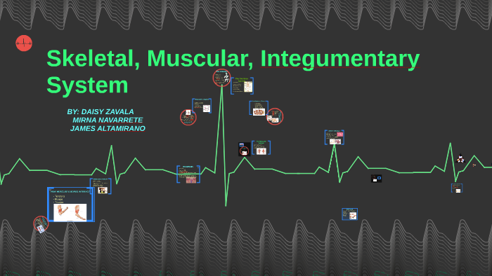 Skeletal, Muscular, Integumentary System by Daisy Zavala on Prezi