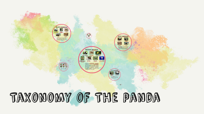 Taxonomy of The panda by Kaitlin Riker on Prezi