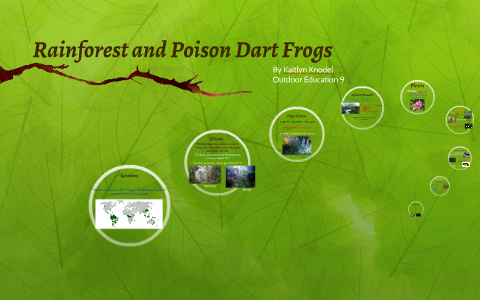 Rainforest and Poison Dart Frogs by Kait Kid