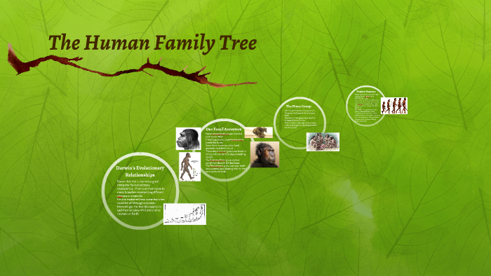 The Human Family Tree by Laura Wommack on Prezi