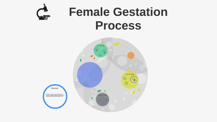 Female Gestation Process by on Prezi