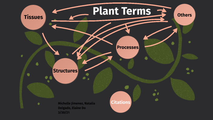 Plant Mind Map by edo0006684 Do on Prezi