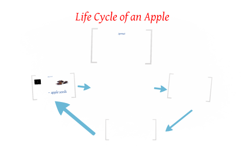 Life cycle of an apple by Donna Detore on Prezi
