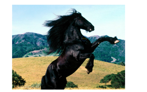 El caballo (Equus ferus caballus)1 2 es un mamífero perisodá by ...