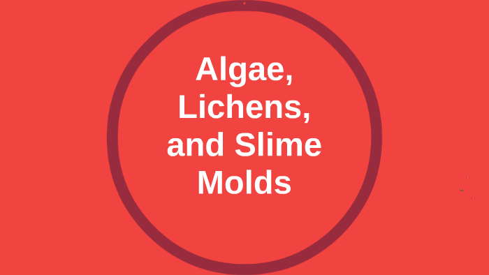 Algae, Lichens, and Slime Molds by John Iman Mendenilla on Prezi