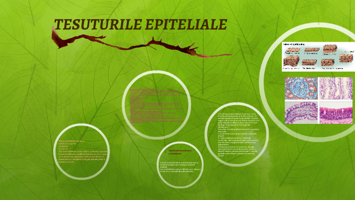 TESUTURILE EPITELIALE by roberto beldiman