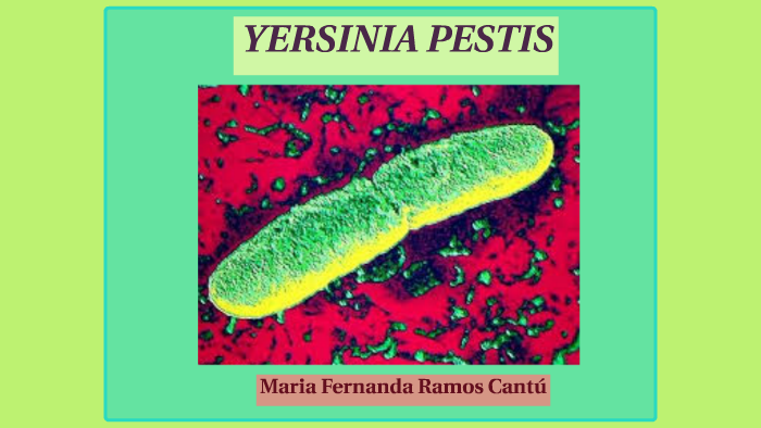 Yersinia Pestis by Maria Fernanda on Prezi