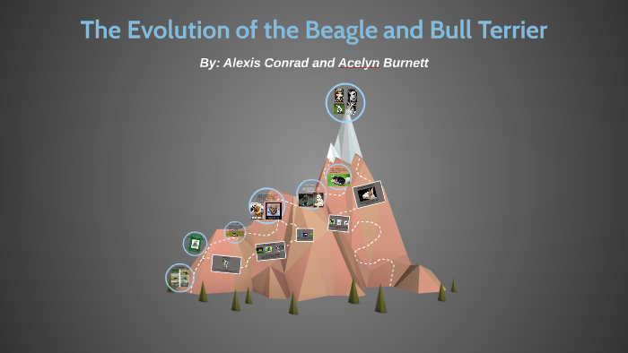 The Evolution of the Beagle and Bull Terrier by alexis conrad on Prezi