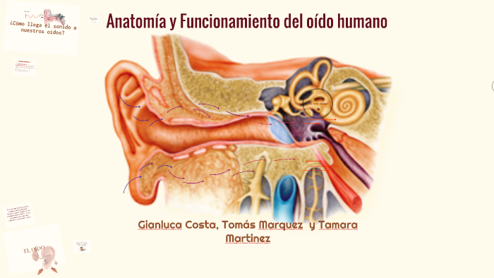 Anatomía y Funcionamiento del oído by Ginluca Costa on Prezi