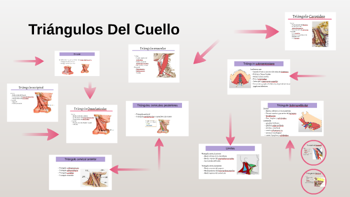 Triángulos del cuello by Michelle Sujo on Prezi