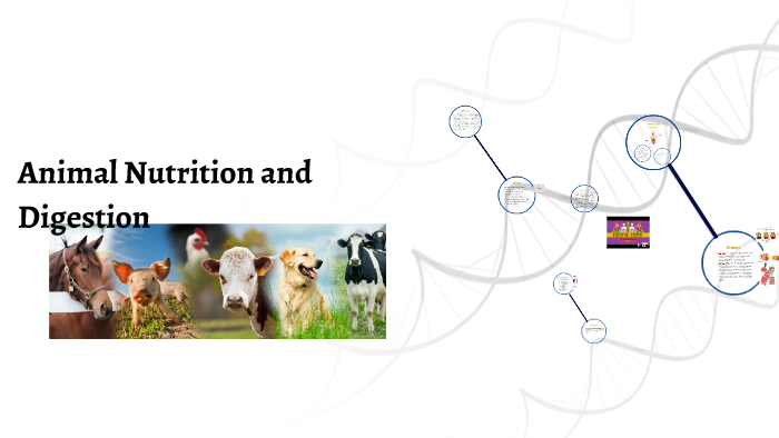 Animal Nutrition and Digestion by michelle salinas on Prezi