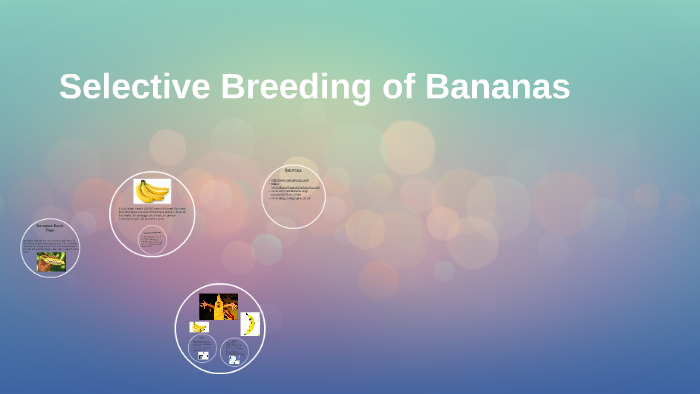 Selective Breeding of Bananas by mattison vickers on Prezi