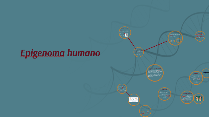 Epigenoma humano by maria bass on Prezi