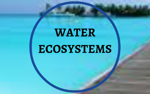 The Water Ecosystems by Noah Statton on Prezi