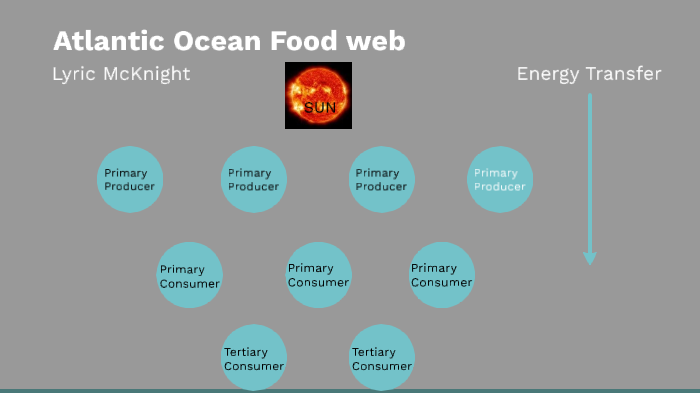 Atlantic Ocean Food web by Lyric McKnight on Prezi