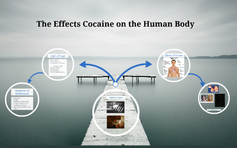 Effects of Cocaine on the Human Body by Katy Hedtke on Prezi