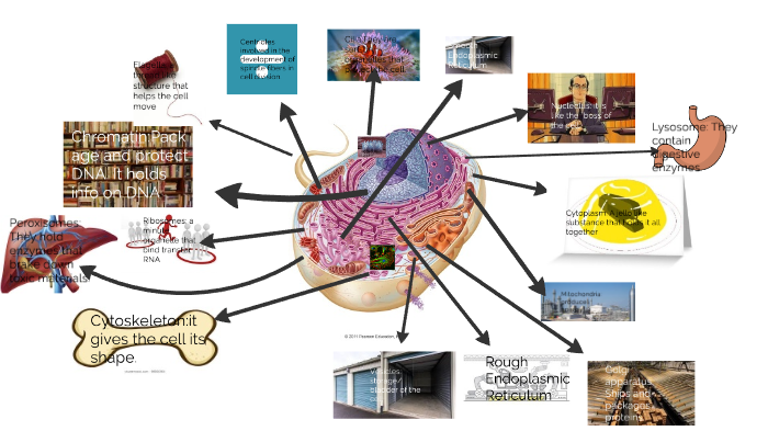 cell analogies by Sadie Webb on Prezi