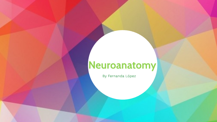Neuroanatomy By Fernanda Lòpez On Prezi