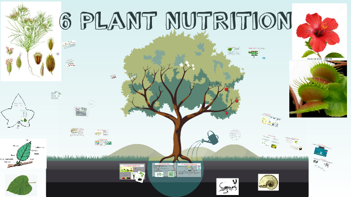 IGCSE UNIT 6 PLANT NUTRITION 2018-19 by Blanca Peris on Prezi