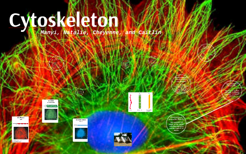 Cytoskeleton by Cheyenne March on Prezi