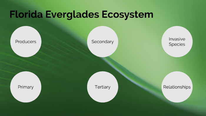 Florida Everglades Ecosystem by Jacob Springer on Prezi