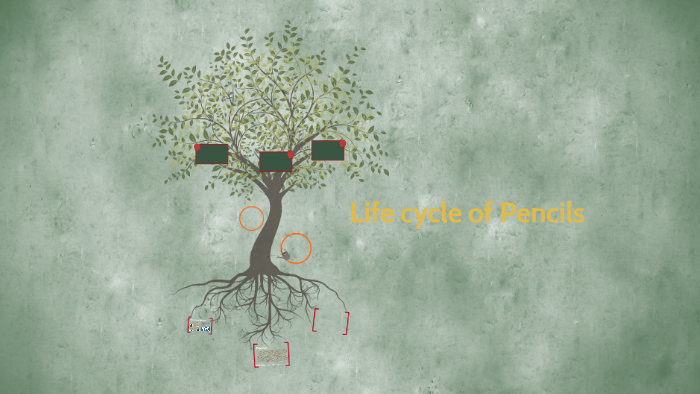 Life cycle of Pencils by Emily Stone on Prezi