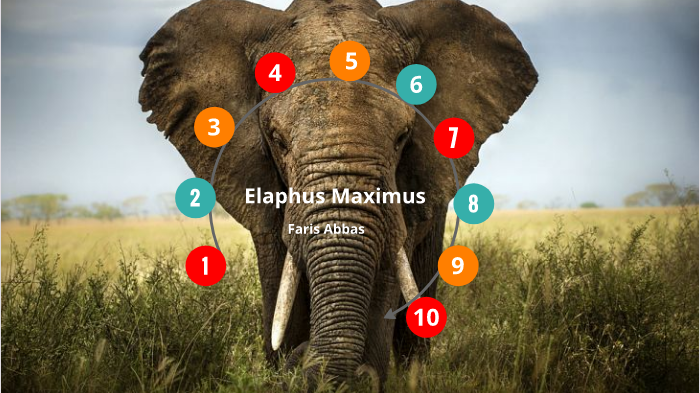 Elaphus Maximus by Faris Abbas on Prezi