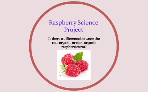 Raspberry Science Project by Jilly Stephens