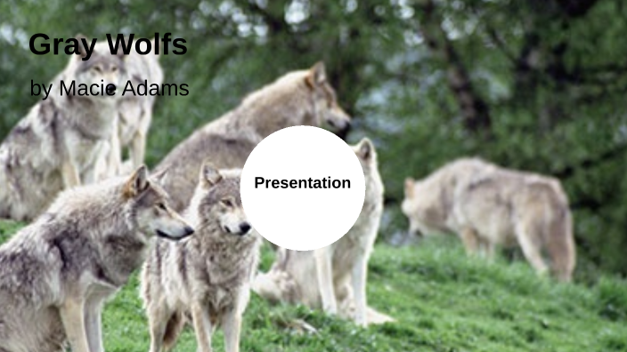 Gray Wolf Presentation by Macie Adams on Prezi