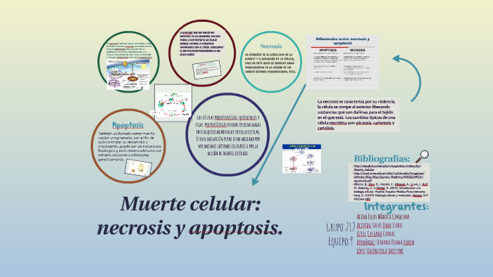 Muerte Celular: Necrosis y Apoptosis by Jocelyne López on Prezi