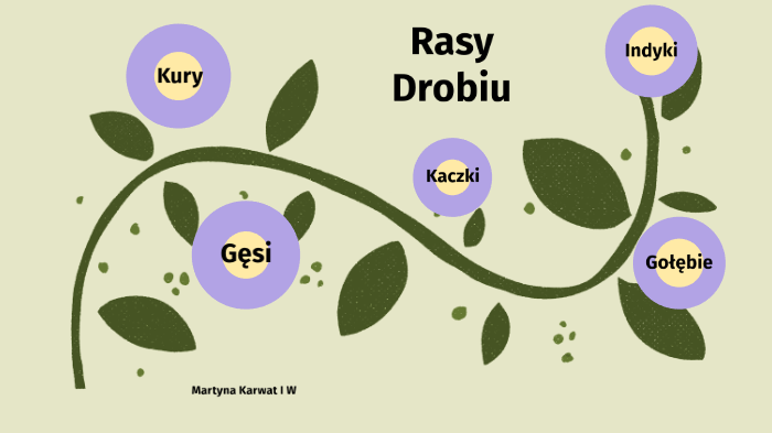 Rasy Drobiu by Martynka K on Prezi