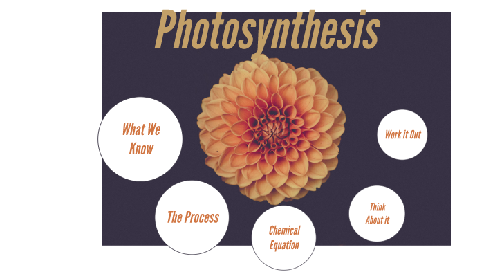 Photosynthesis by Colette Riggs on Prezi