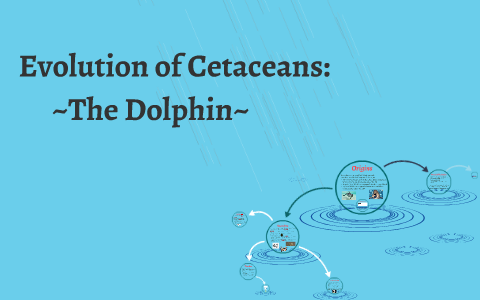 Evolution of Cetaceans: by Raphaela Pavlakos on Prezi