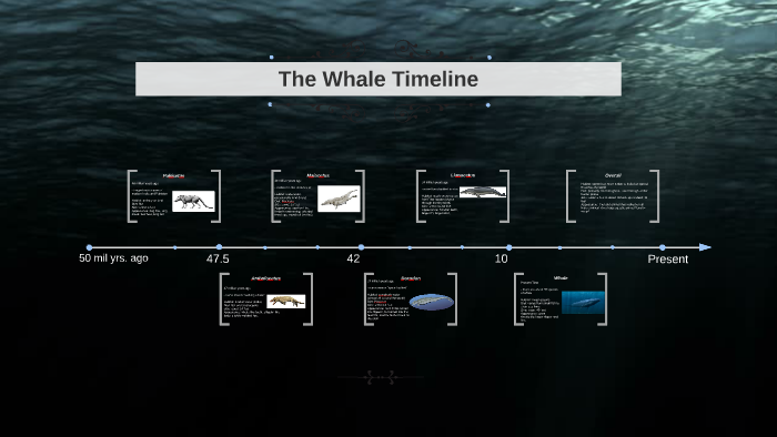 Whale Timeline by Romi R on Prezi