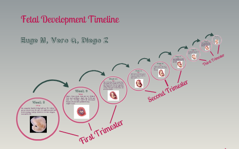 Fetal Development Timeline by Eu Ma on Prezi