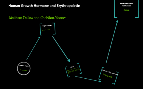 AP Biology Hormone Project by Matthew Collins on Prezi
