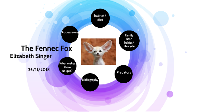 The Fennec Fox by Elizabeth Singer on Prezi