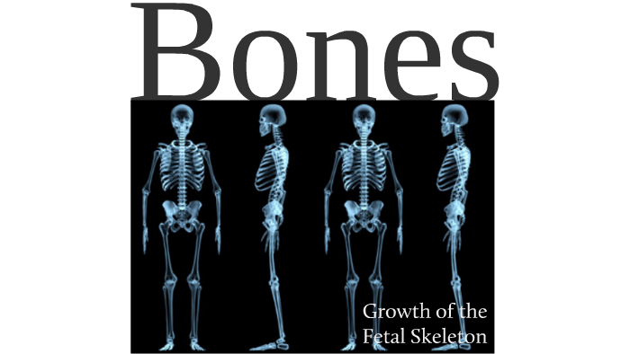 3) The Skeletal System - Fetal Skeleton Growth by Brandon Poe on Prezi