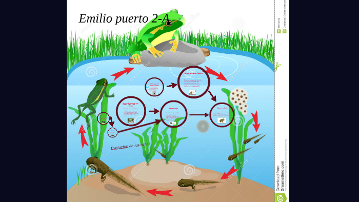 Evolucion de las ranas by Emilio Puerto on Prezi