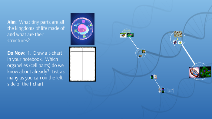 Aim: What is the structure and function of cell organelles? by Brianna ...
