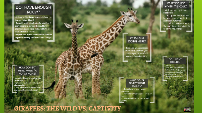 GIRAFFES: THE WILD VS. CAPTIVITY by Kari Scherer on Prezi