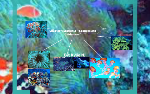 Chapter 1 Section 2- ''Sponges and Cnidarians'' by Kylie Nowotny on Prezi