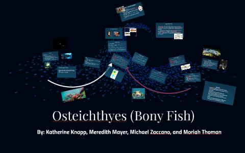 Osteichthyes (Bony Fish) by Meredith Mayer on Prezi