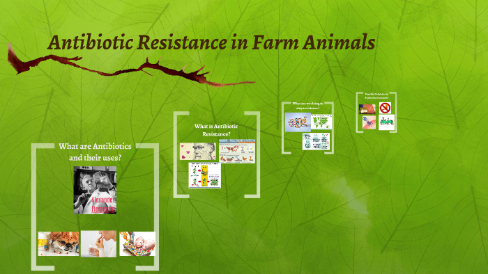 Antibiotic Resistance in Farm Animals by on Prezi